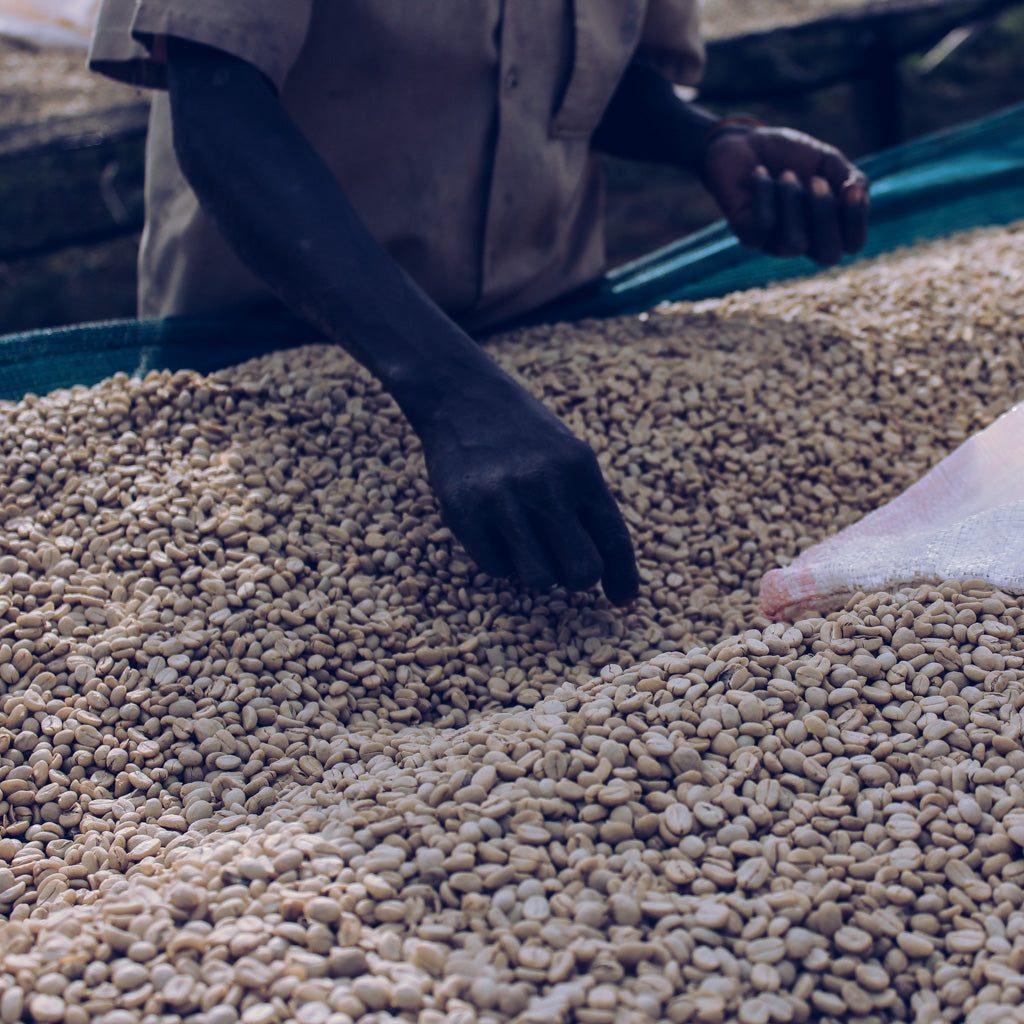 Burundi Nemba Washed - Hacea Coffee Source