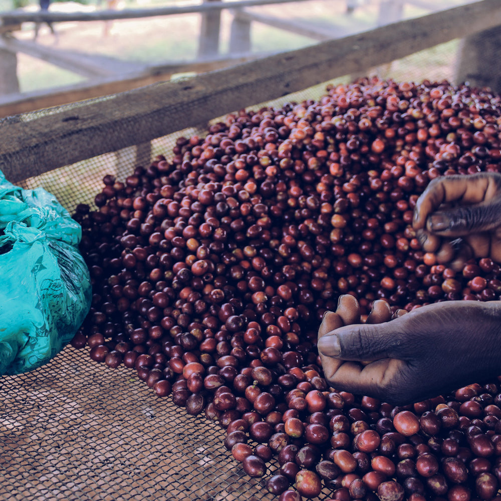 Burundi Nemba Washed - Hacea Coffee Source